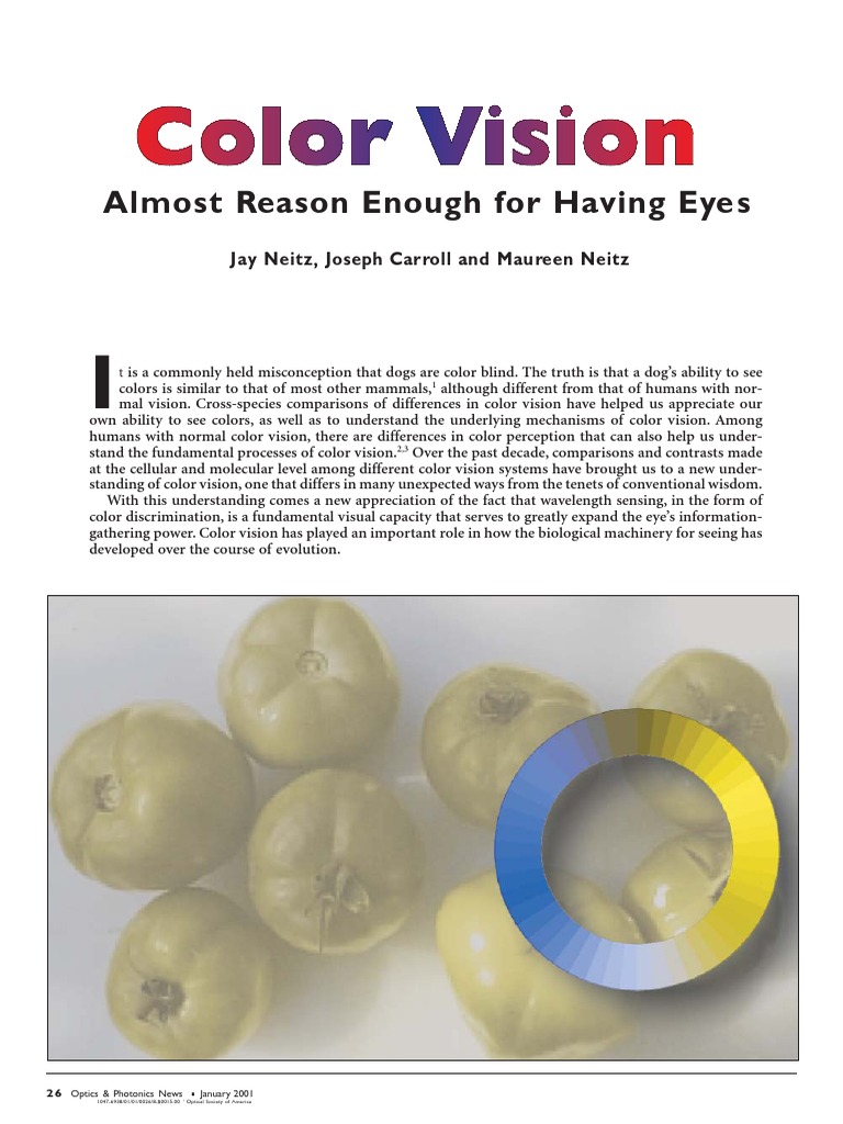 Color Vision | PDF | Color | Visual System
