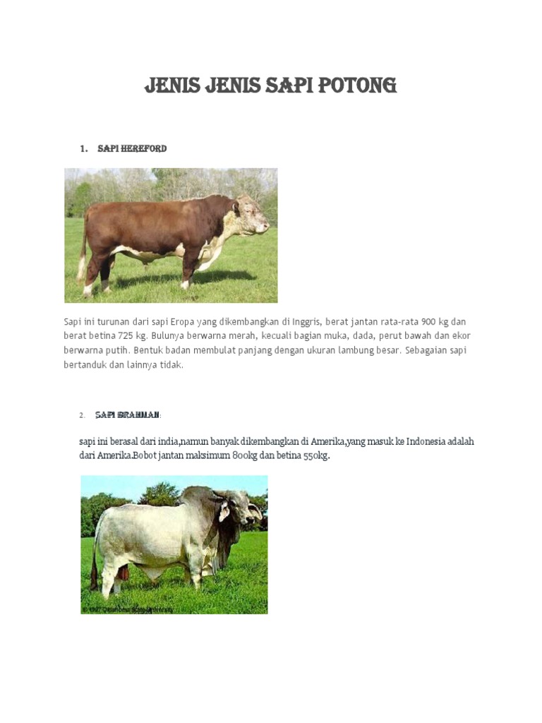 Jenis Jenis Sapi Potong | PDF