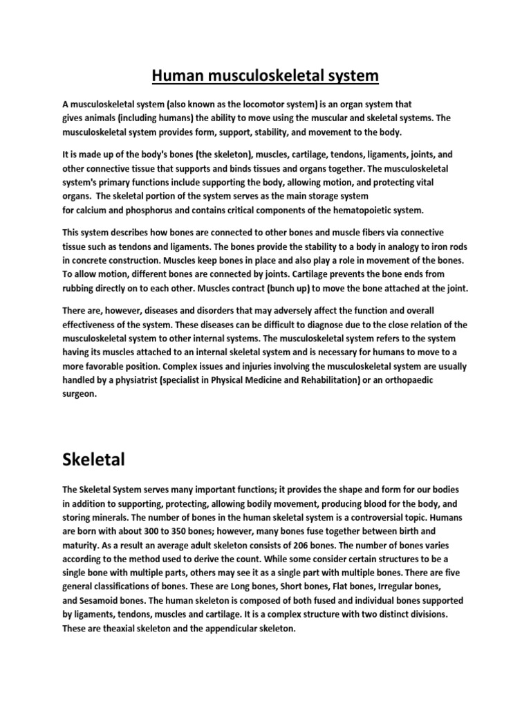 Human Musculoskeletal System | PDF | Human Musculoskeletal System | Muscle