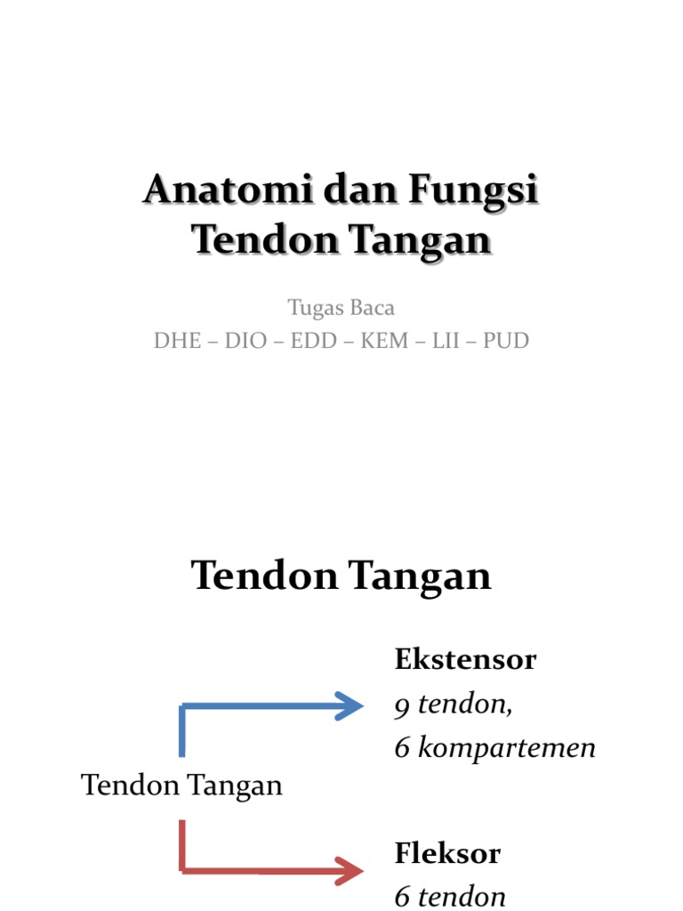 Anatomi Dan Fungsi Tendon Tangan | PDF