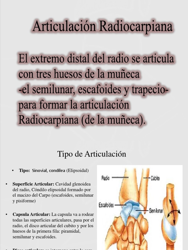 Anatomia- Articulacion RadioCarpiana