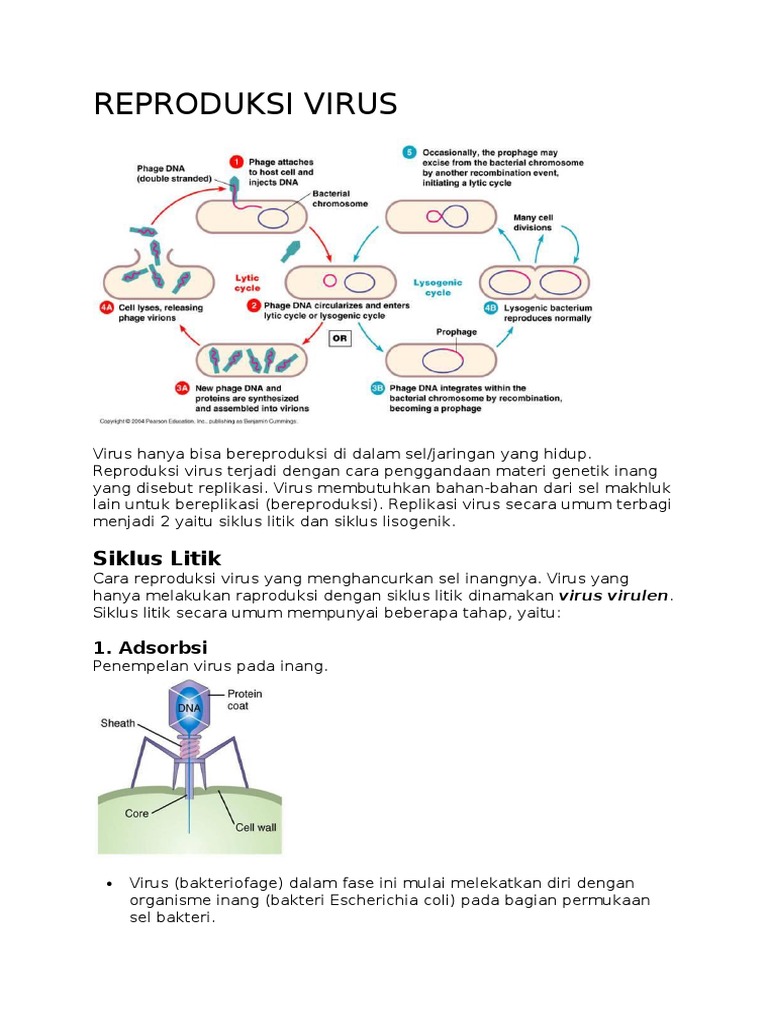 Reproduksi Virus | PDF | Sains & Matematika