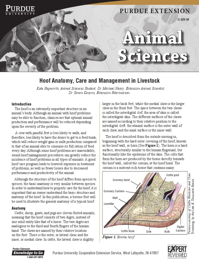 Livestock Hoof Care Guide | PDF | Horses | Cattle