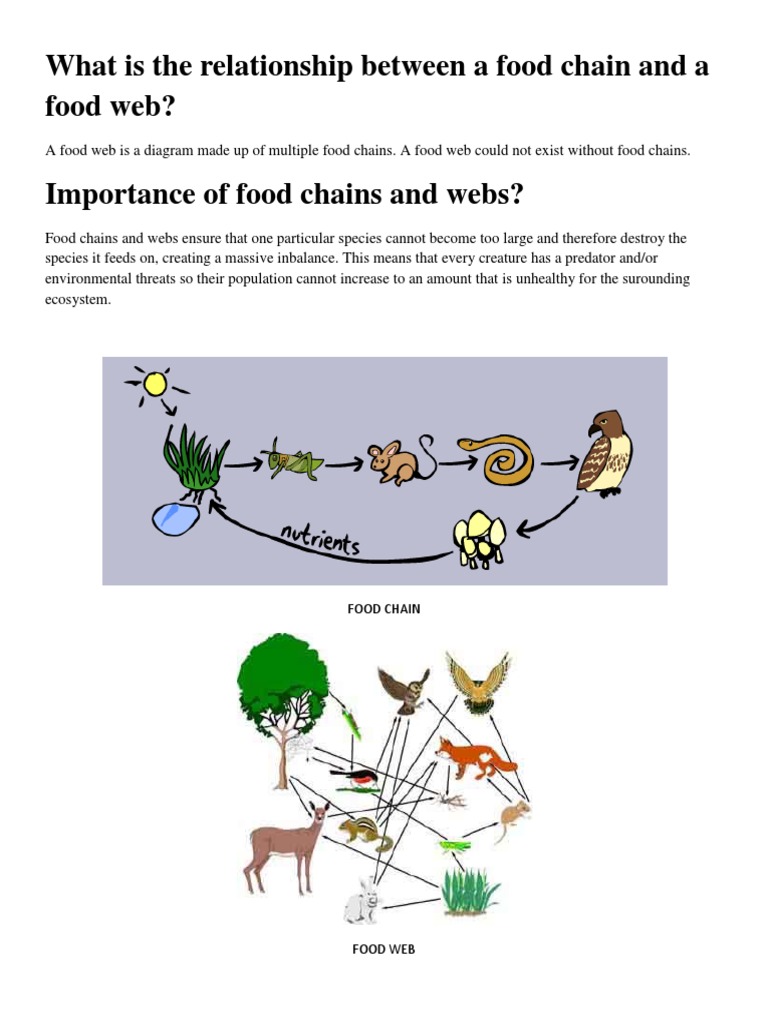 Food Chain and A Food Web | PDF