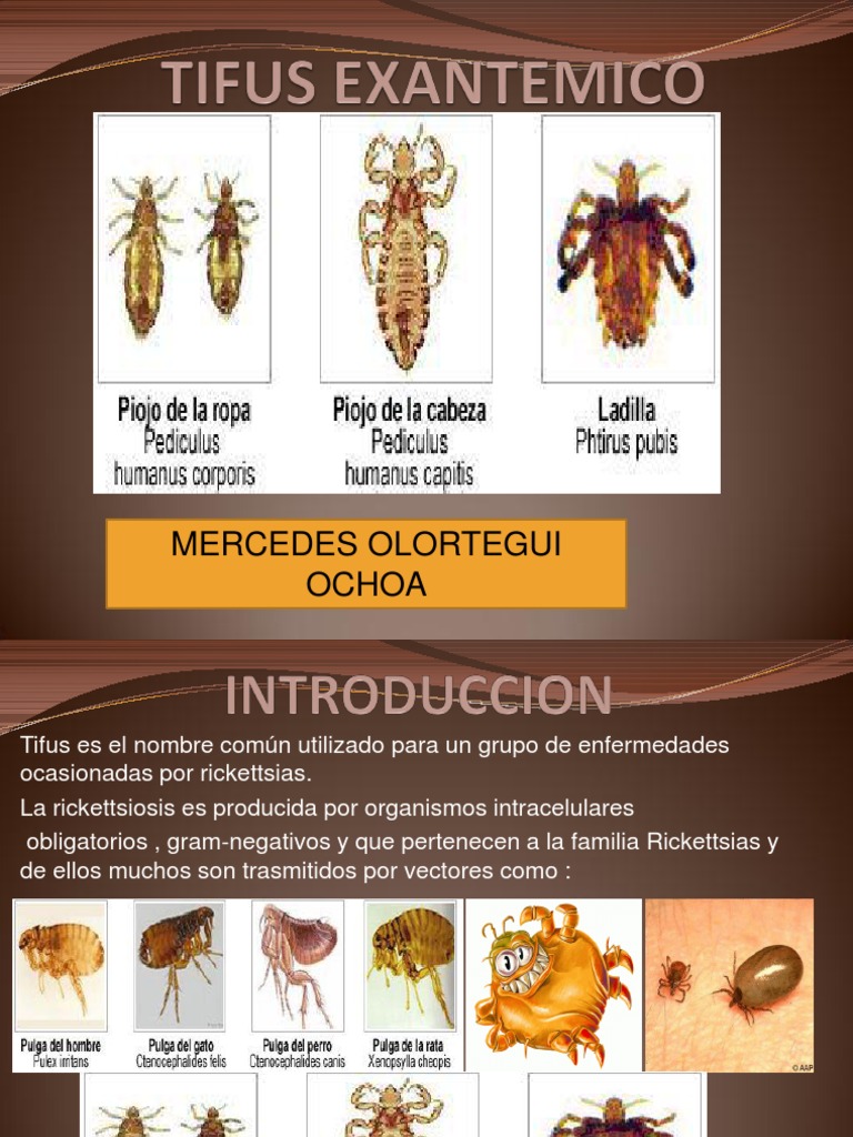 Tifus Exantemico Ultimo 2013 | PDF | Enfermedades y trastornos | Biología