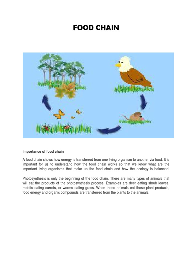 Food Chain | PDF
