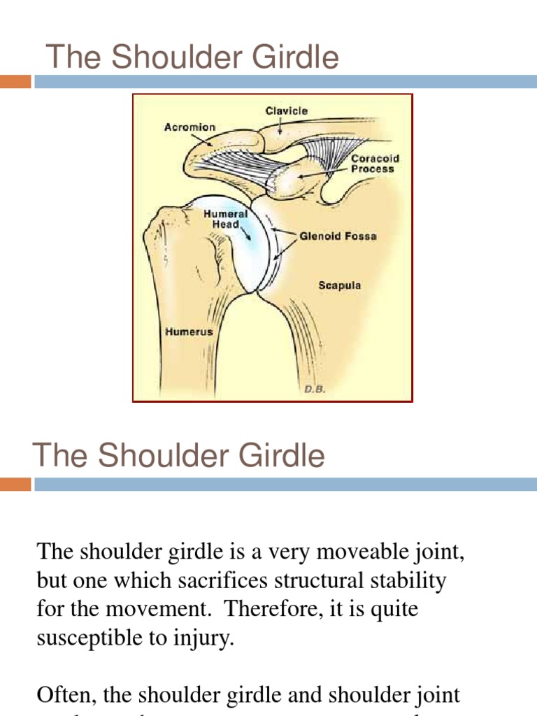 Shoulder Girdle | PDF | Shoulder | Primate Anatomy