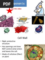Cell Rap Lyrics | PDF | Cell (Biology) | Cytoplasm