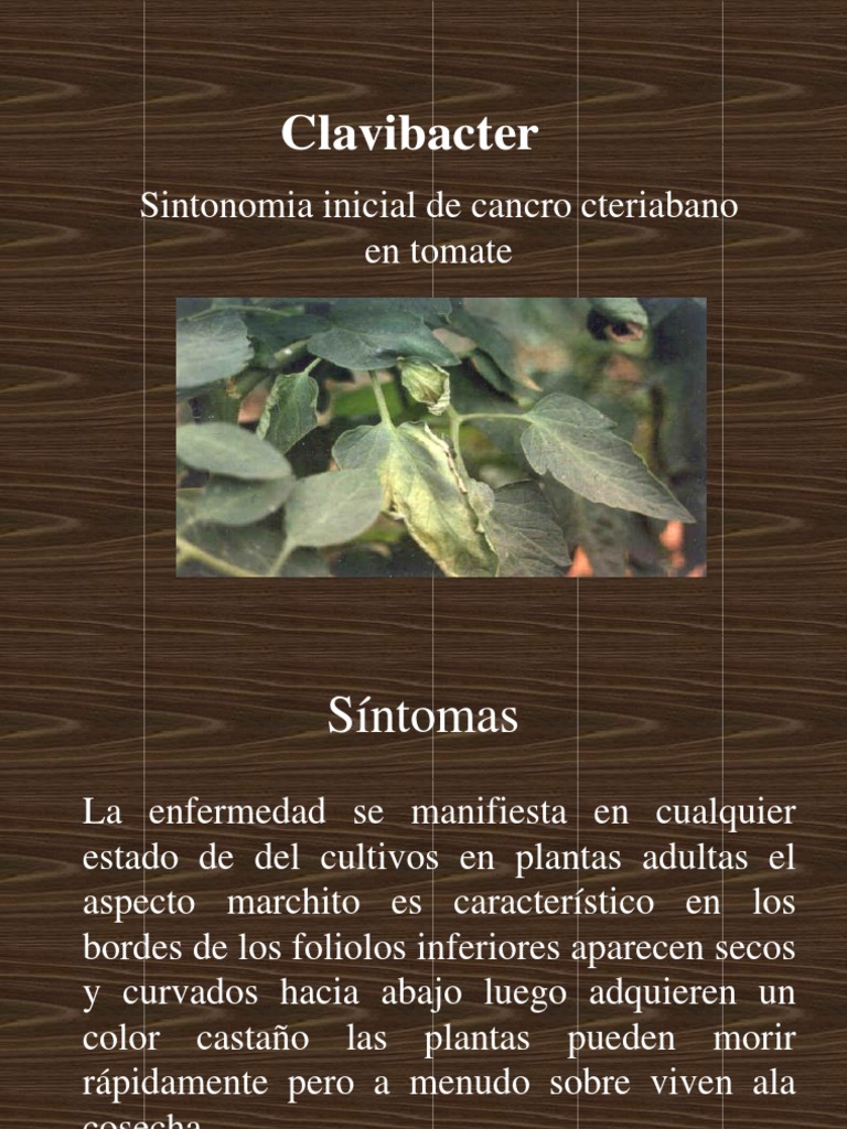 Clavibacter | Tomate | Las bacterias