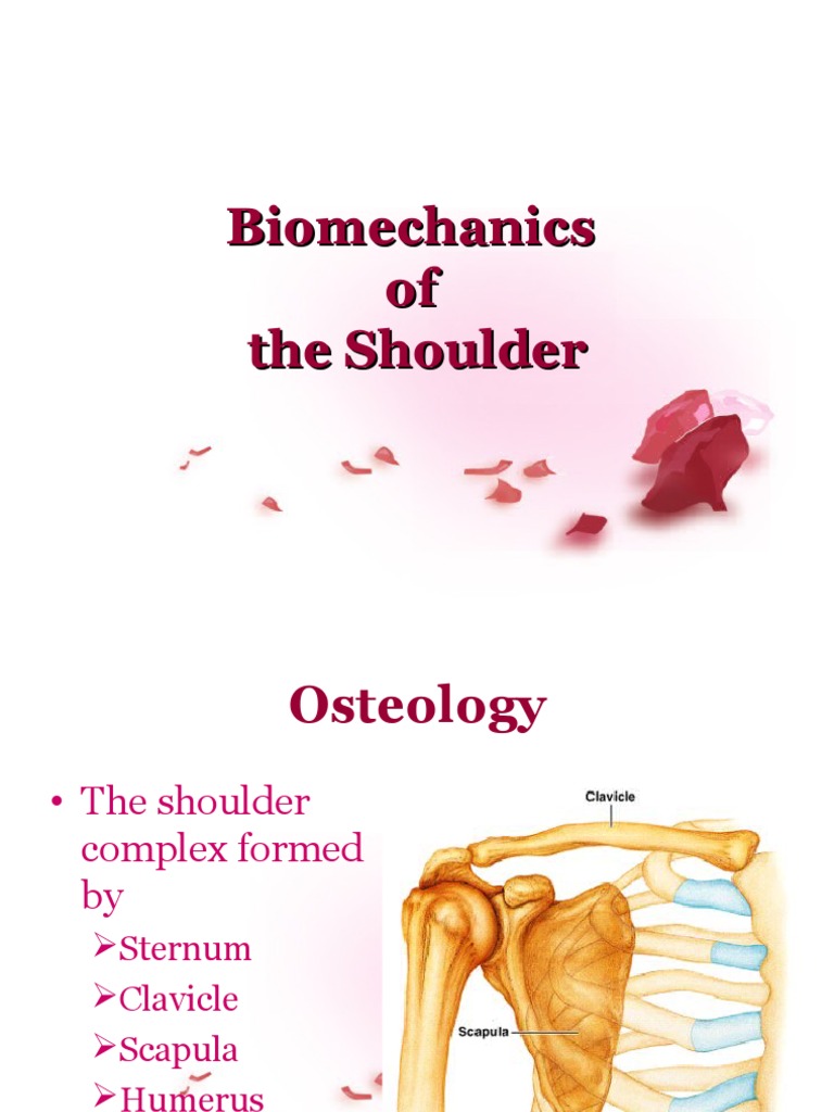 Bio Mechanics of the Shoulder | Shoulder | Anatomical Terms Of Motion