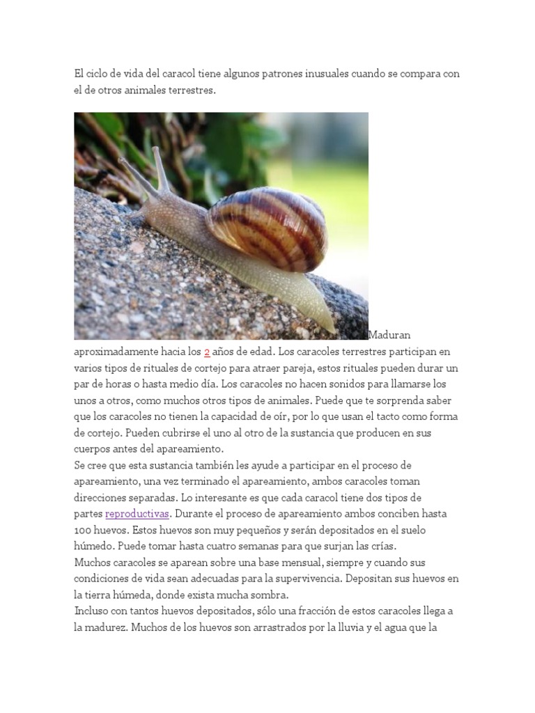 El Ciclo de Vida Del Caracol Tiene Algunos Patrones Inusuales Cuando Se ...