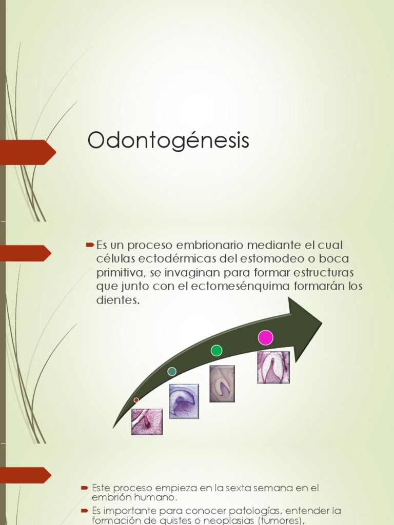 Odontogénesis | PDF | Diente humano | Epitelio
