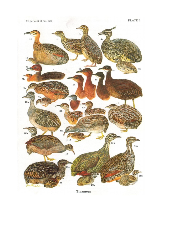 Tur 004 | PDF | Birds | Tetrapods