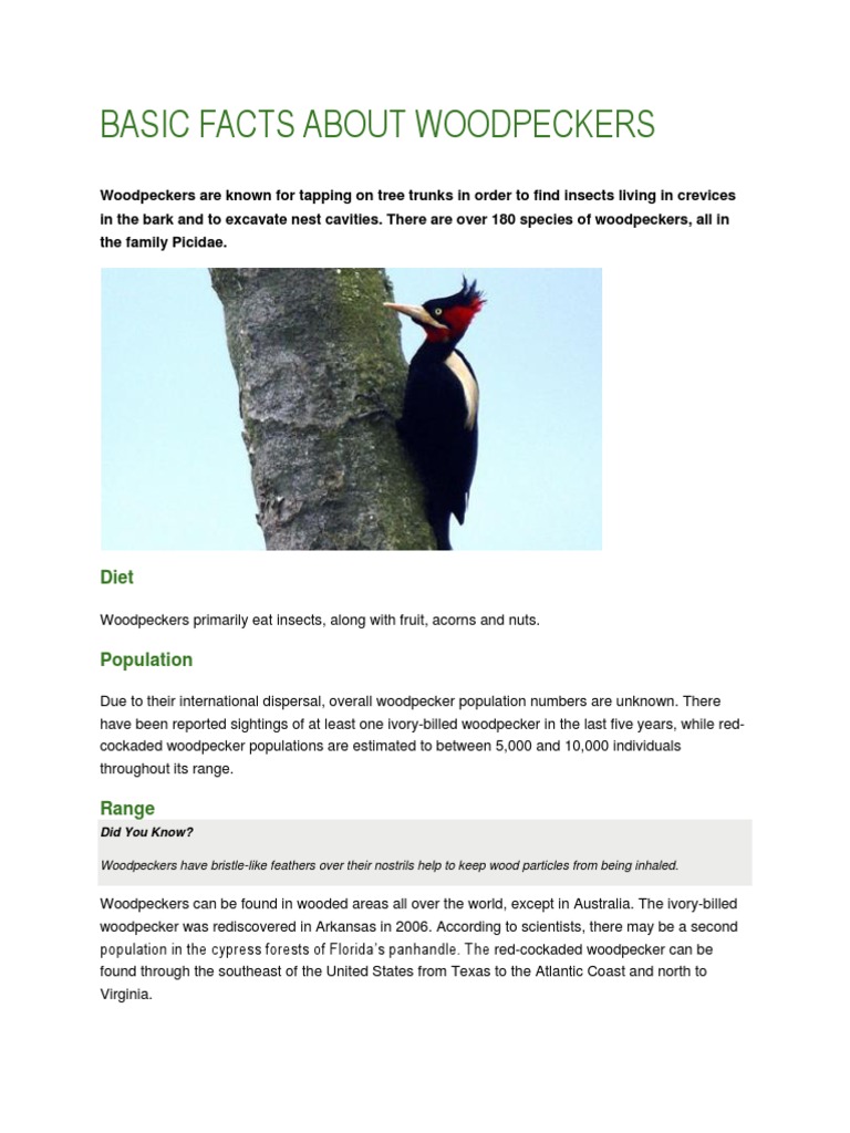 Basic Facts About Woodpeckers | PDF | Birds | Tetrapods