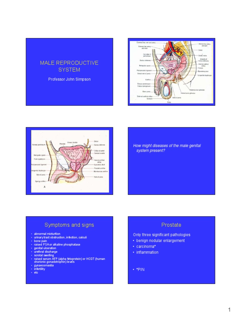 Male Reproductive System: Professor John Simpson | PDF | Testicle ...