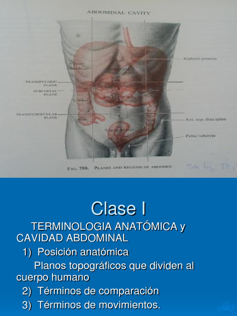 Cavidad Abdominal y Ab | Abdomen | Términos anatómicos de ubicación
