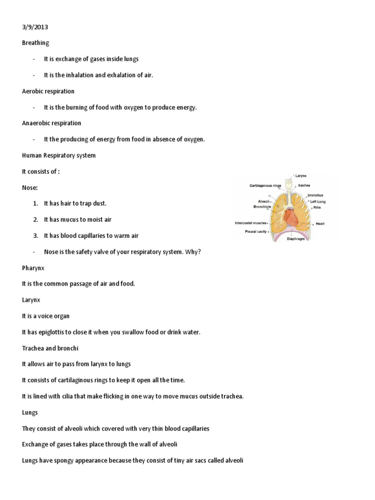 Grade 9 Biology | PDF | Respiratory System | Lung