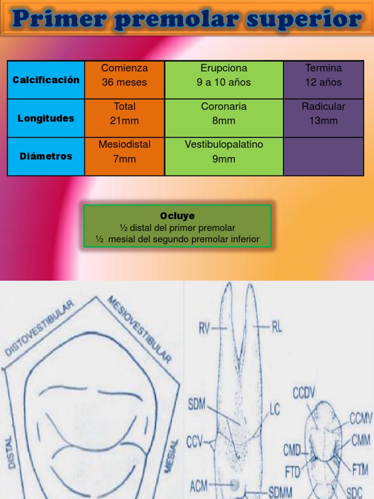 Primer Premolar Superior | PDF | Anatomia dental | Diente