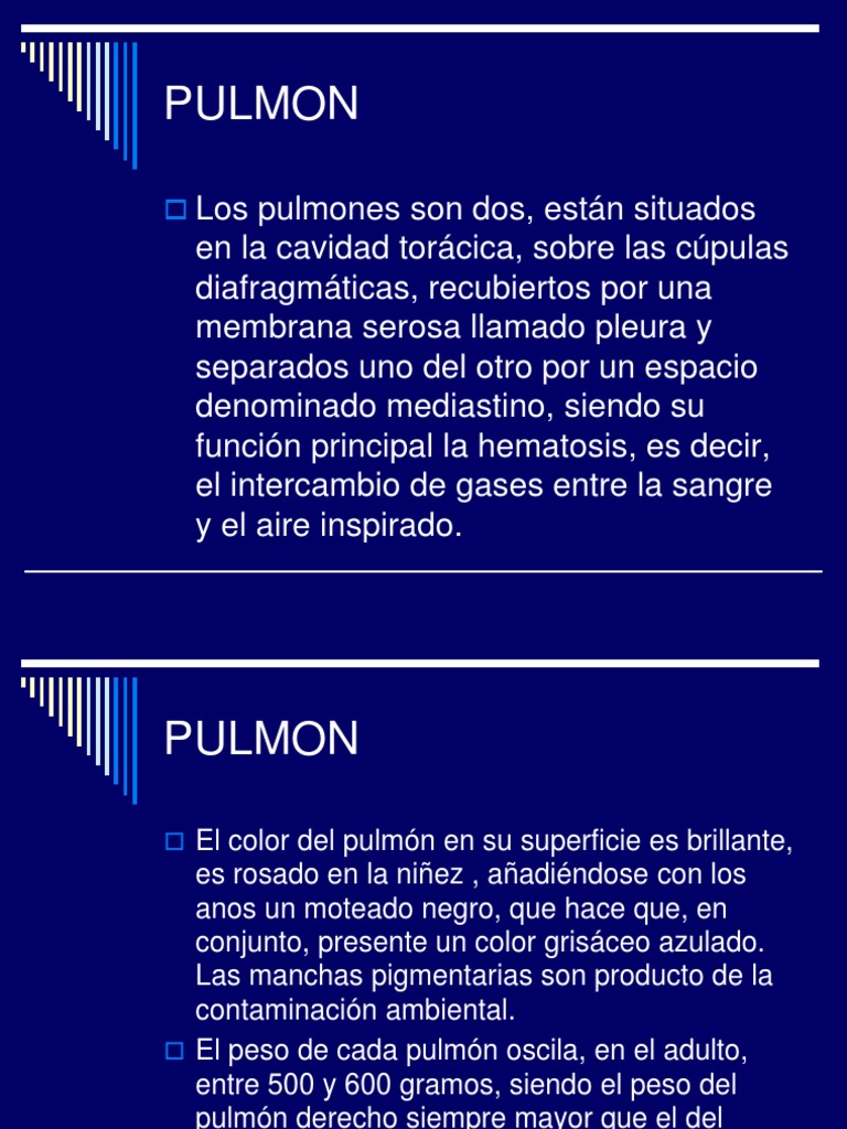 Pulmon | Pulmón | Anatomía humana