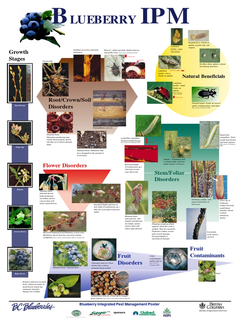Blueberry Ipm Poster | Beetle | Coccinellidae
