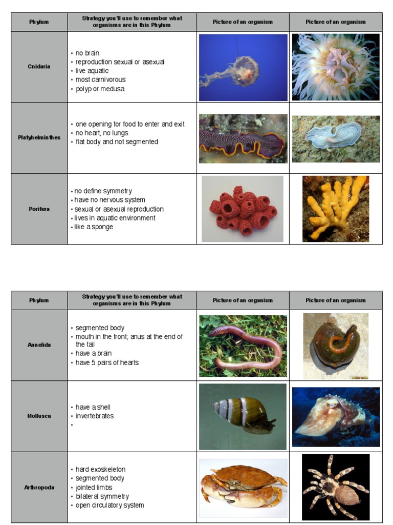 Phyla Summary Chart | PDF