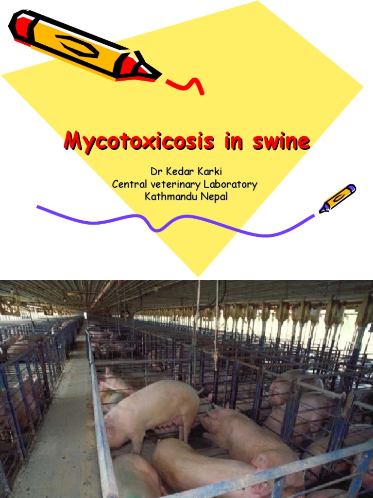 Mycotoxicosis in Swine | PDF | Mycotoxin | Diseases And Disorders
