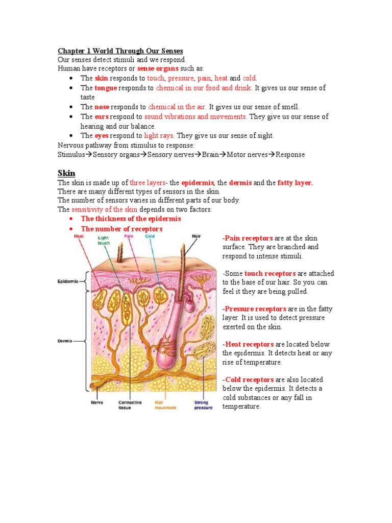 Chapter 1 World Through Our Senses | PDF | Senses | Taste