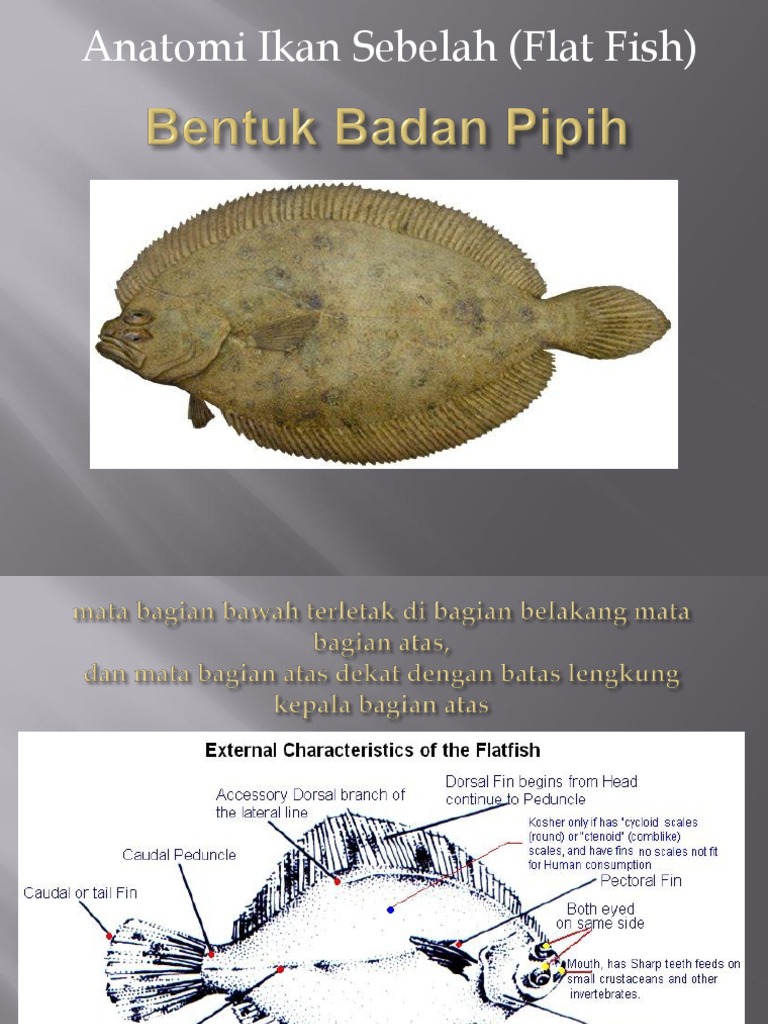 Anatomi Ikan Sebelah | PDF