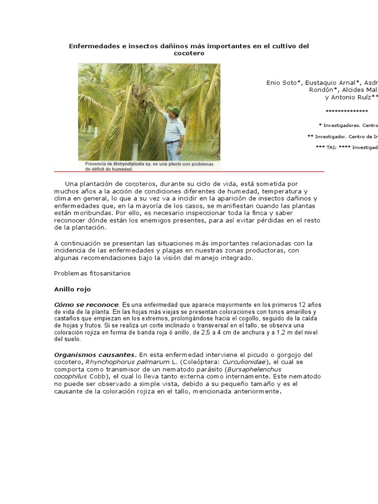 Cultivo de Coco | PDF | Insectos | Hormiga