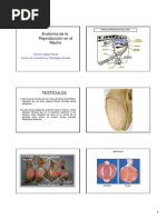 Anatomia Reproductiva Del Toro | PDF | Testículo | Sistema urinario