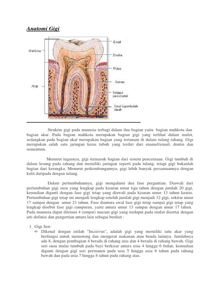 Anatomi Gigi Manusia dan Fungsinya | PDF | Seni & Disiplin Bahasa ...