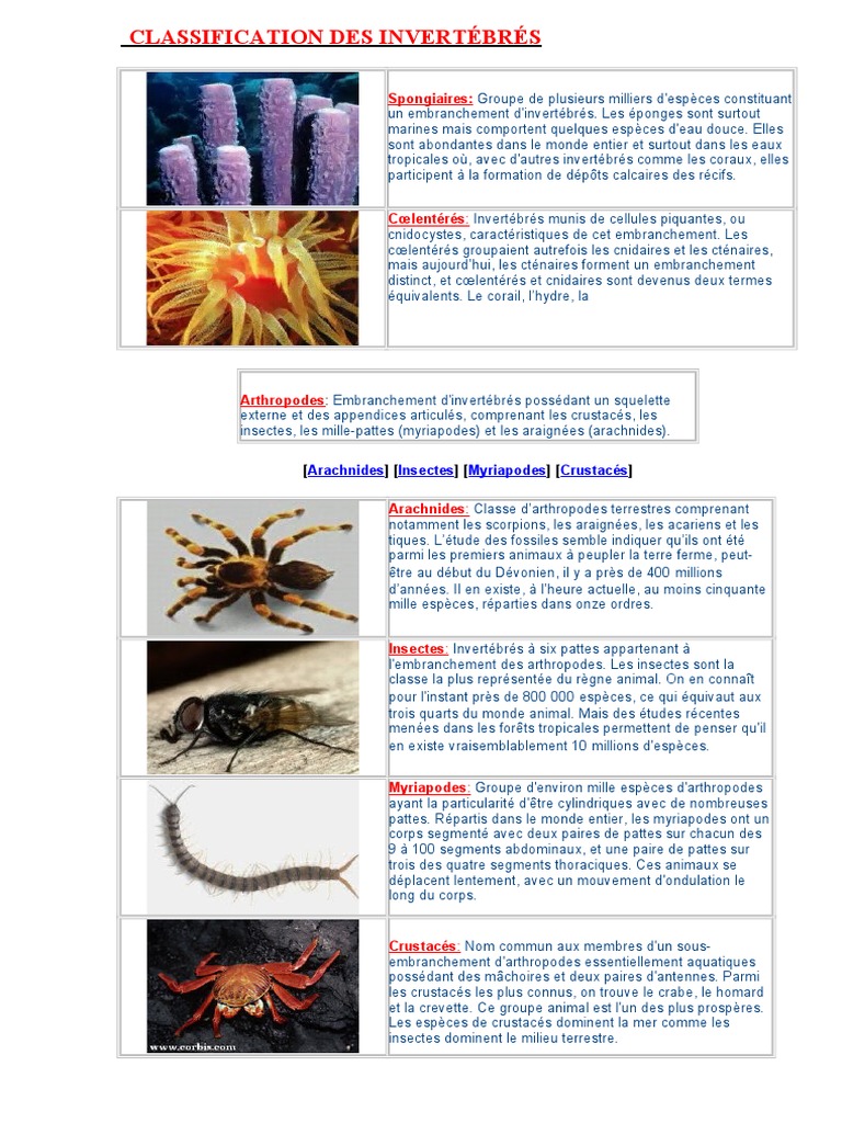 CLASSIFICATION DES INVERTÉBRÉS ET VERTÉBRÉS | Poisson | Reptile
