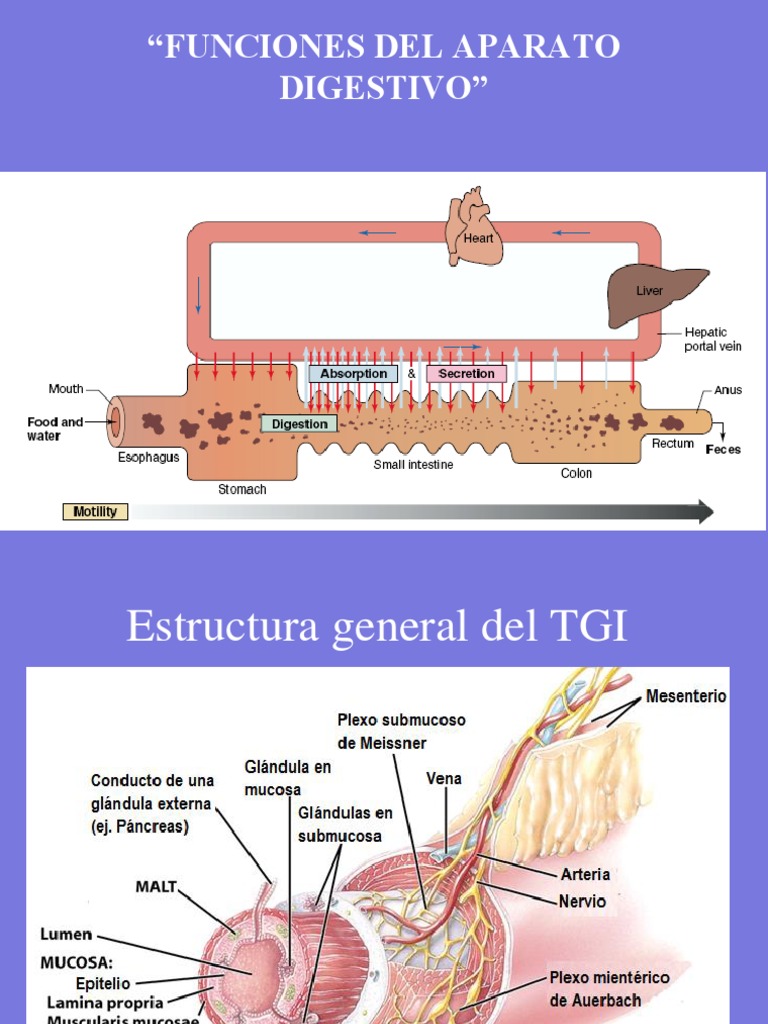 Control G-I-Upc | PDF | Sistema digestivo humano | Páncreas