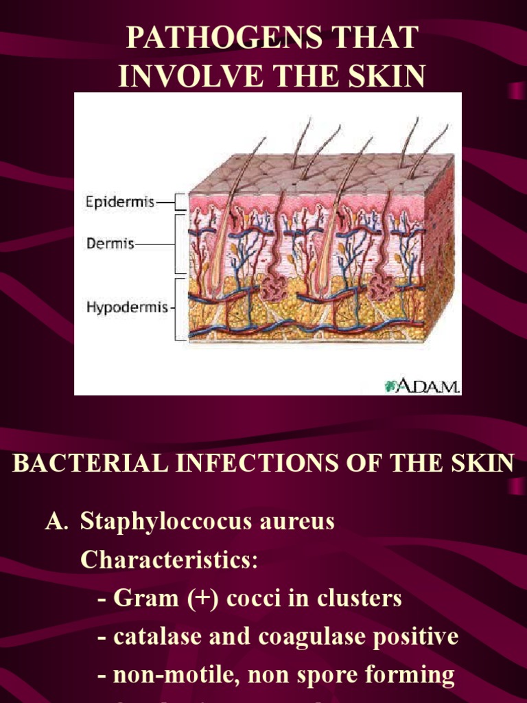 Pathogens That Involve The Skin | PDF | Streptococcus | Measles