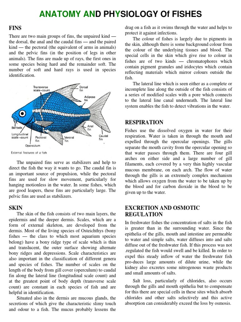 Anatomy and Physiology of Fishes | Gill | Fish
