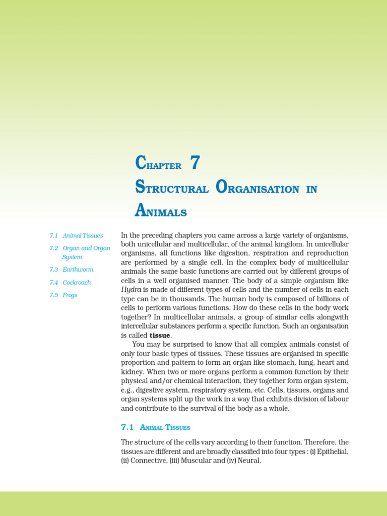 Structural Organization in Animals | PDF | Epithelium | Tissue (Biology)