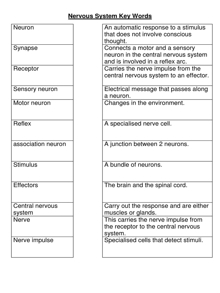 Nervous System Key Words Worksheet | PDF | Nervous System | Neuron