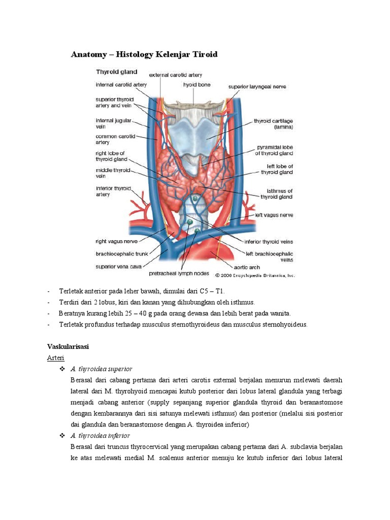 Anatomi Fisiologi Tiroid | PDF