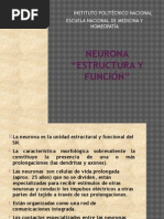 Estructura y Función de la Neurona | PDF | Neurona | Axon