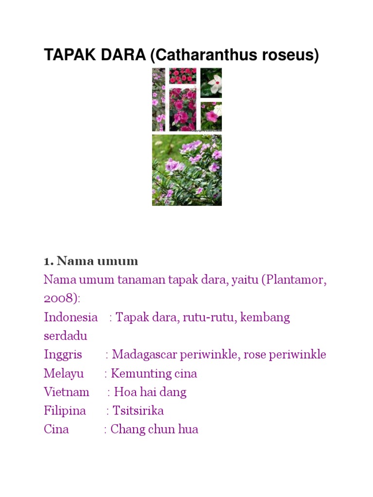 Klasifikasi TAPAK DARA | PDF | Griya & Taman