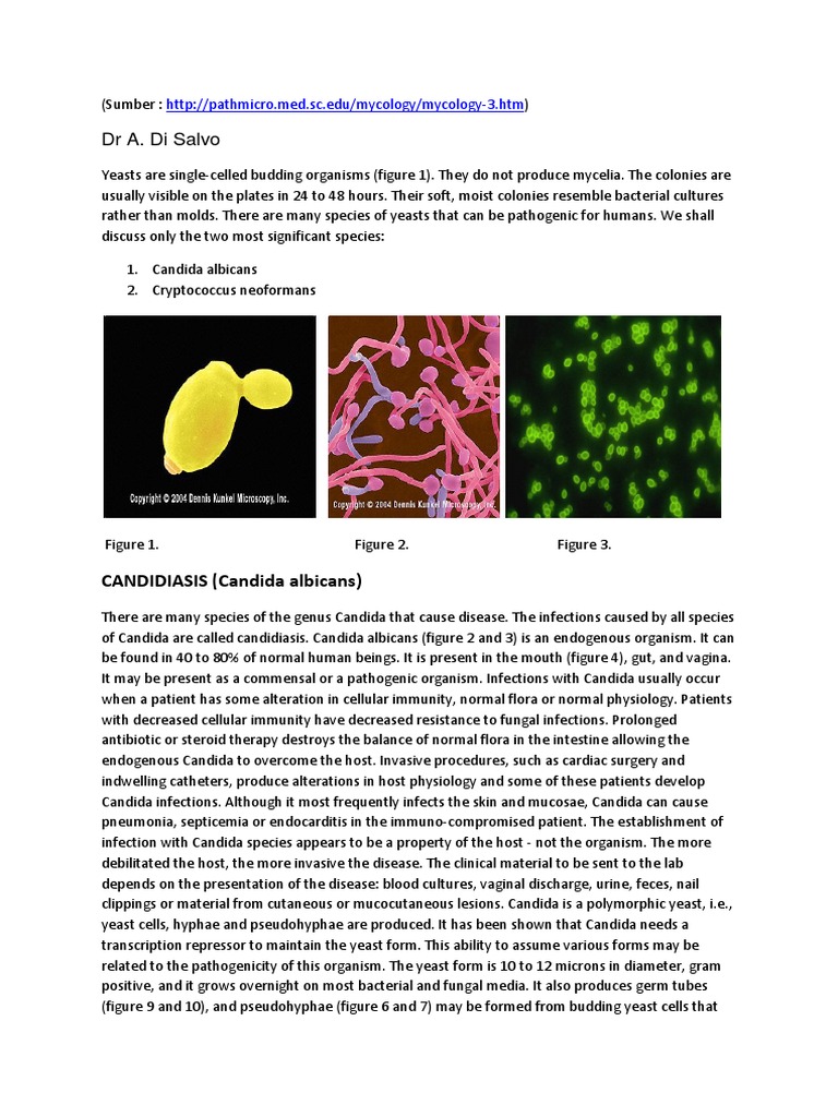 DR A. Di Salvo: CANDIDIASIS (Candida Albicans) | PDF | Candida (Fungus ...