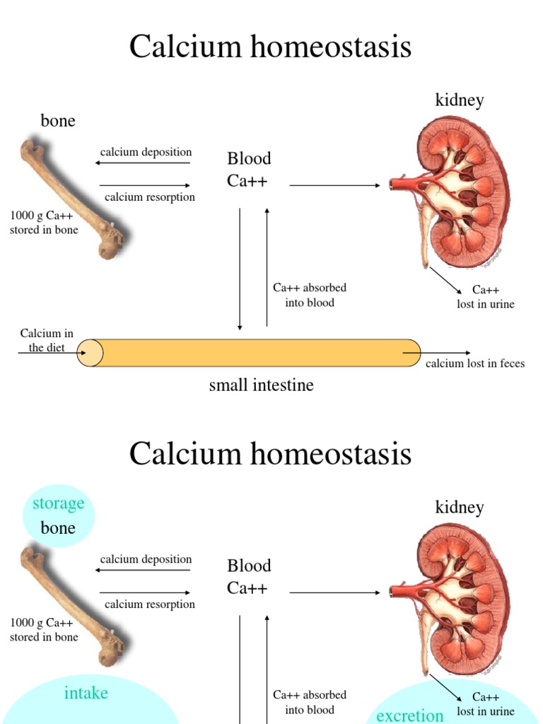 Calcium Homeostasis: Bone Blood Ca++ Kidney | PDF | Bone | Calcium