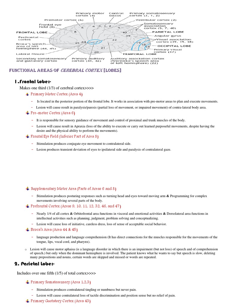 A1. Functional Areas of Cerebral Cortex | PDF | Parietal Lobe ...