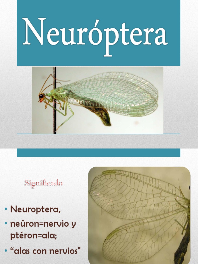 Neuroptera | PDF | Hexapoda | Organismos