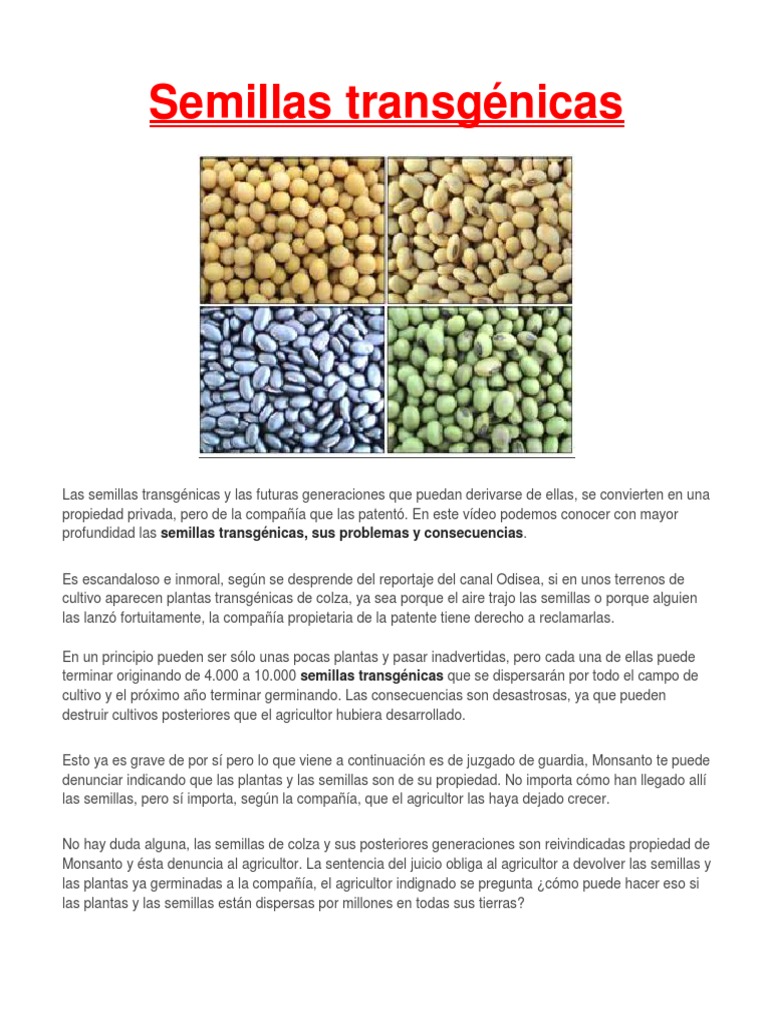 Semillas Transgénicas | PDF | Organismo genéticamente modificado | Monsanto