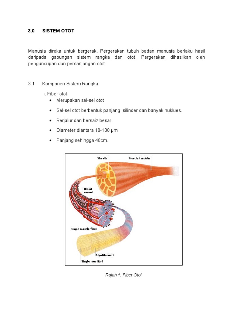 Sistem Otot | PDF