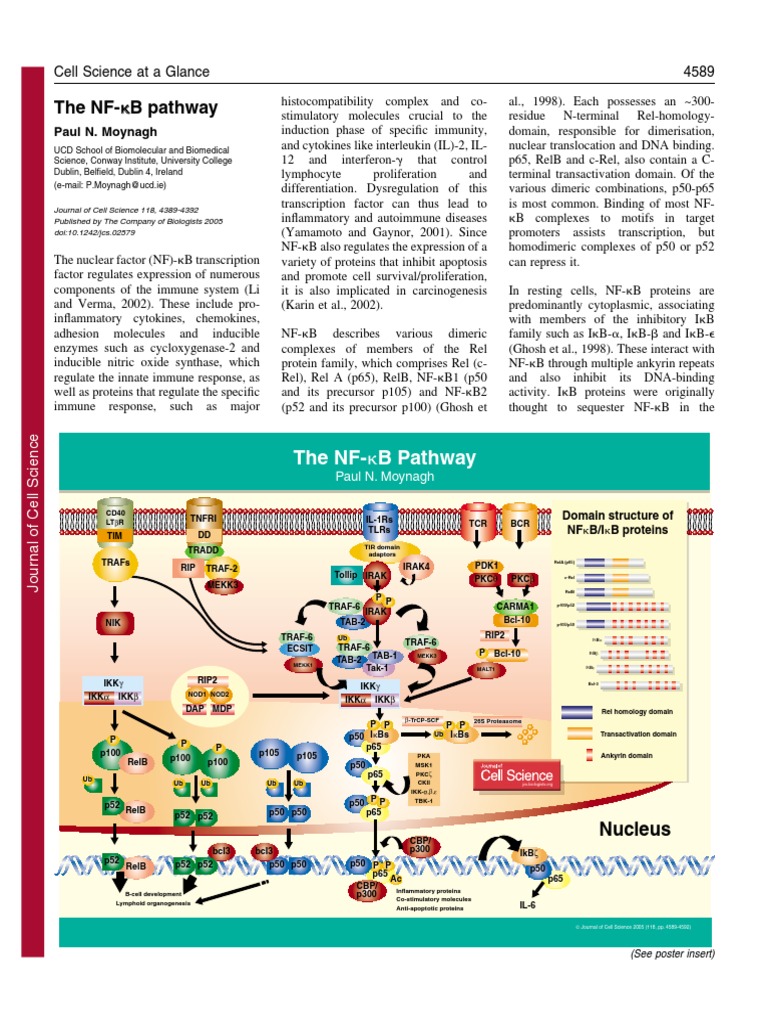 The NF-KB Pathway | PDF | Nf κb | Toll Like Receptor