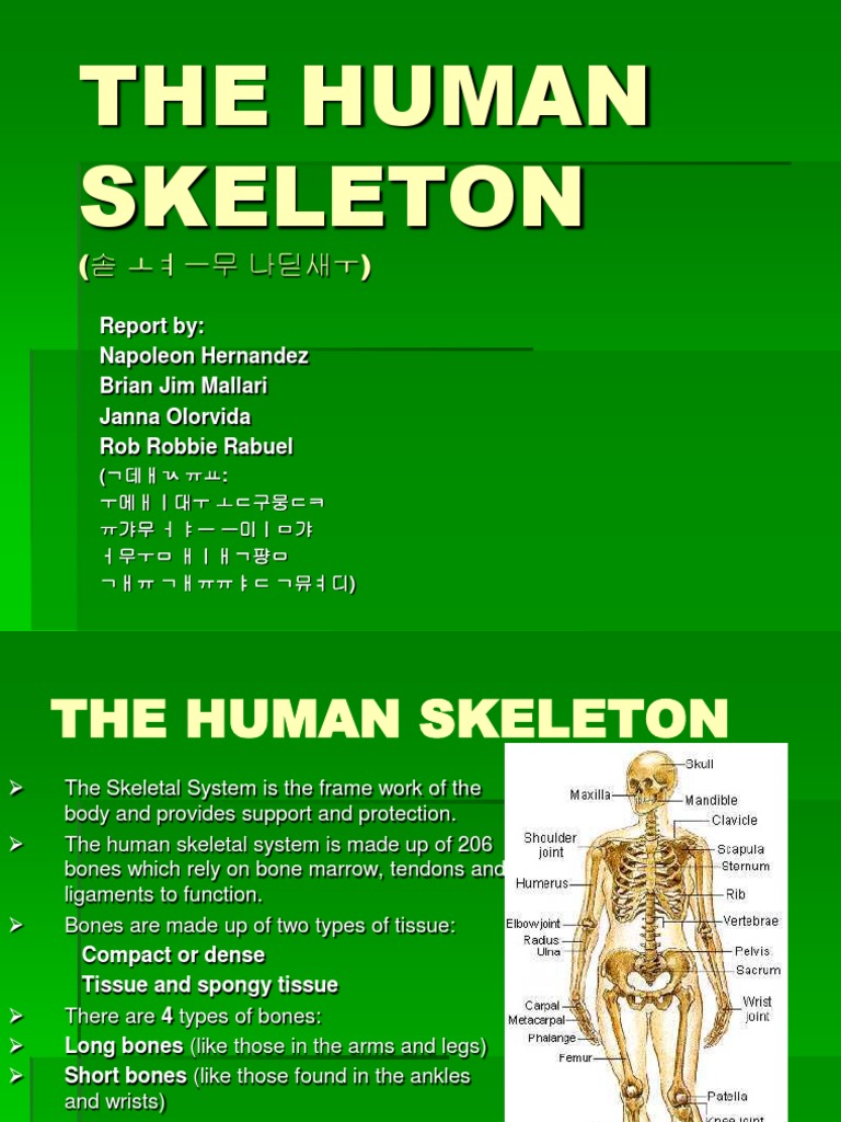 THE HUMAN SKELETON.ppt | Skeleton | Bone