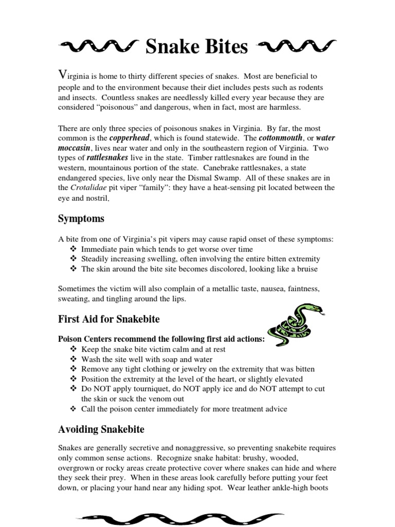 Snake | PDF | Rattlesnake | Snake