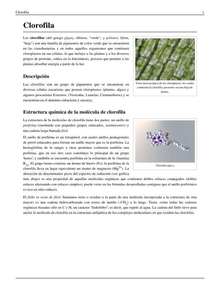 Clorofila | Clorofila | Fotosíntesis